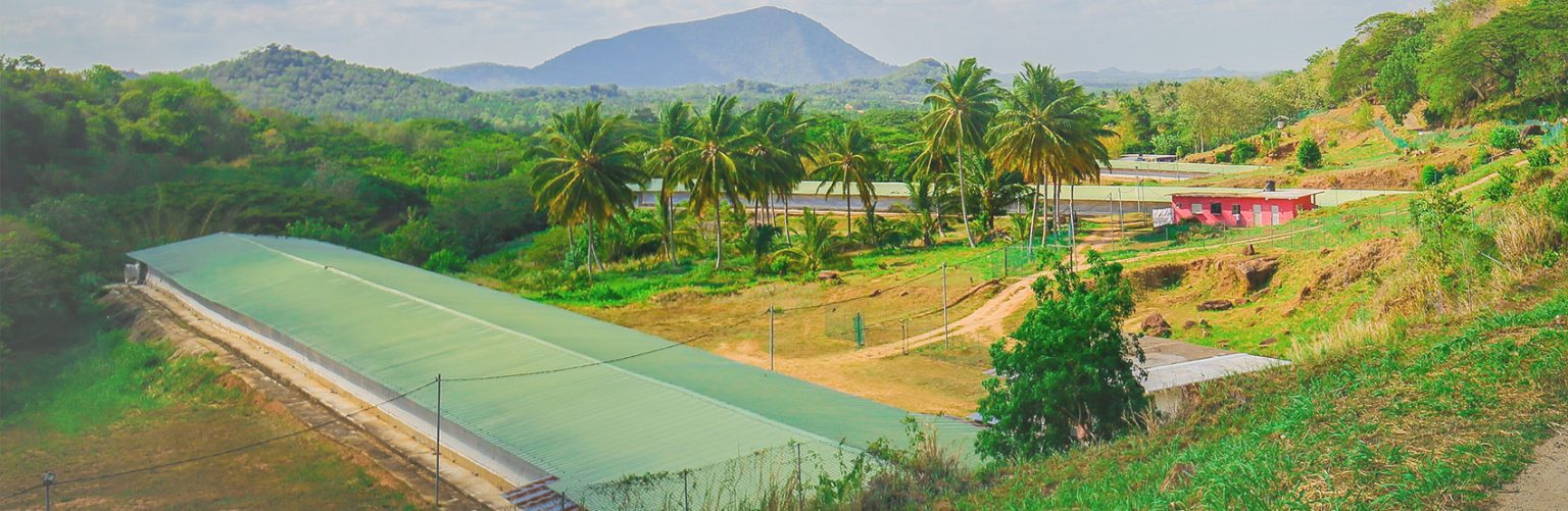 CRYSBRO: Sri Lanka's Certified Broiler Chicken Producer - Vertical ...